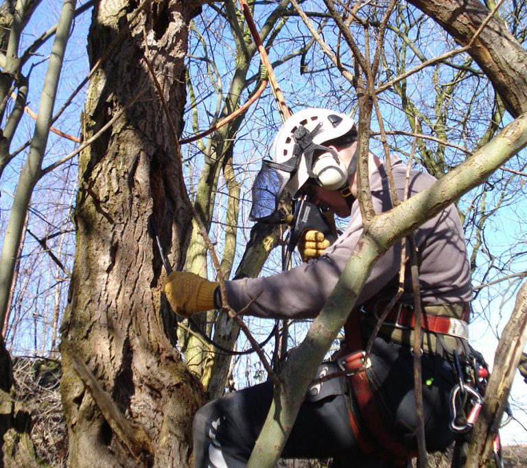 Arboriculture Services | Tree Surveys & Preservation | Contract Ecology