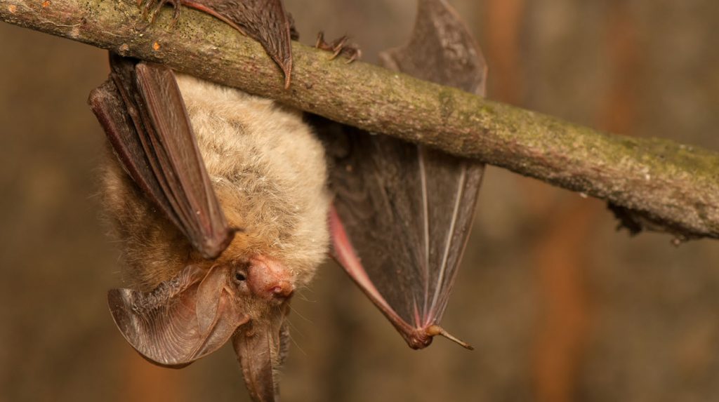 Bat Survey For Planning and Development | Contract Ecology