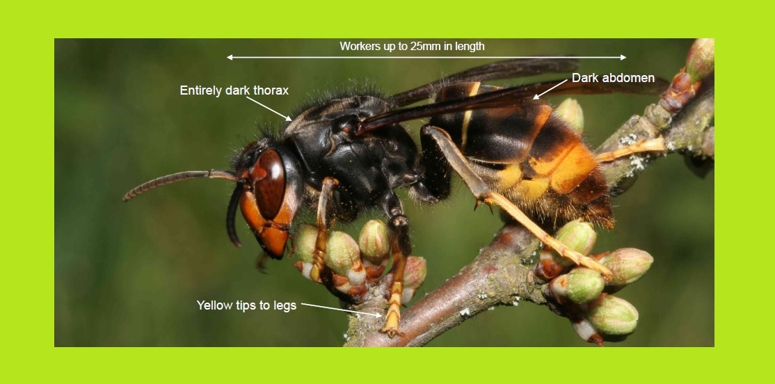 Invasive Species Week: Asian Hornet reporting app launched - Contract ...