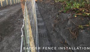 Badger Mitigation | Badger Fencing & Gates | Contract Ecology