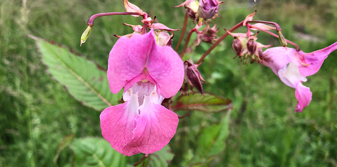 Why does Himalayan Balsam need to be controlled?