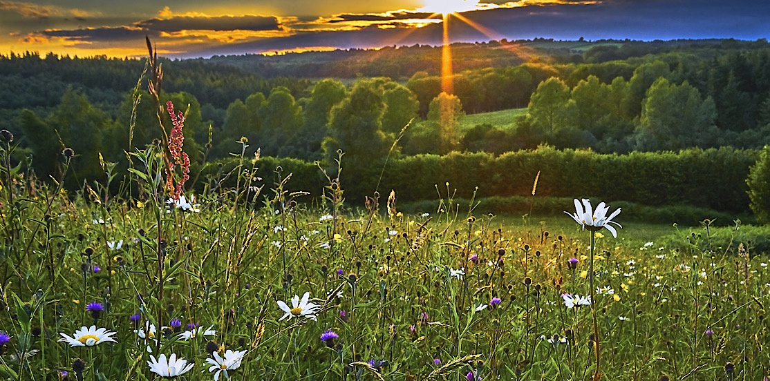 It's Time to Sow Spring Wildflower Seed Mixes - Contract Ecology